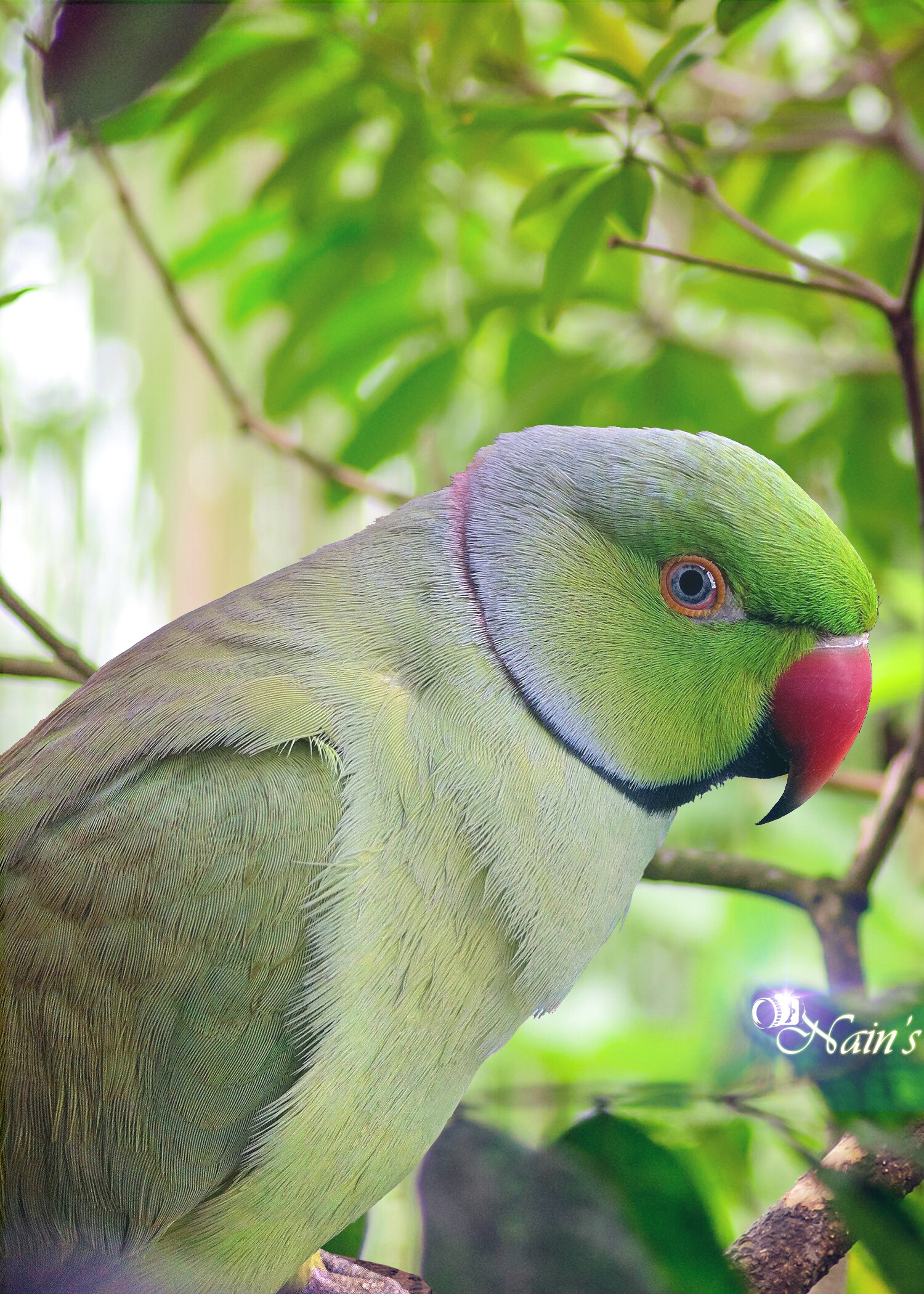 Green Parrot Names